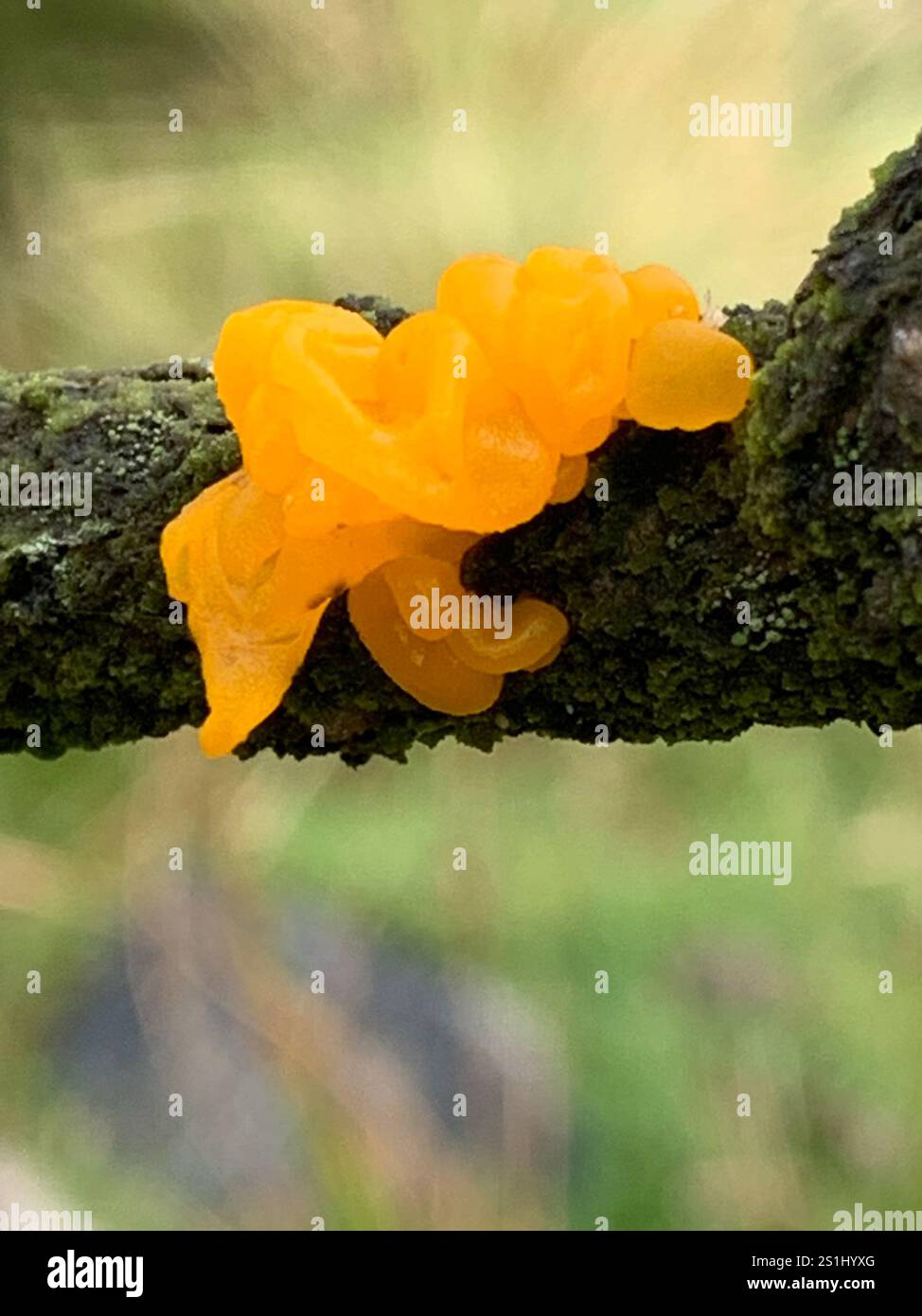 witch's butter (Tremella mesenterica Stock Photo - Alamy