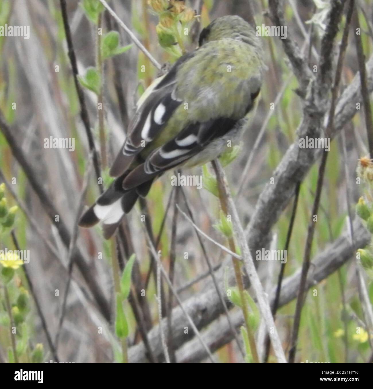 Lesser Goldfinch (Spinus psaltria Stock Photo - Alamy