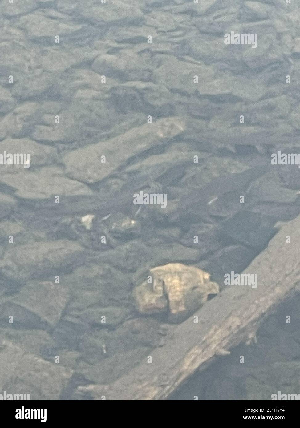 Brook Trout (Salvelinus fontinalis Stock Photo - Alamy