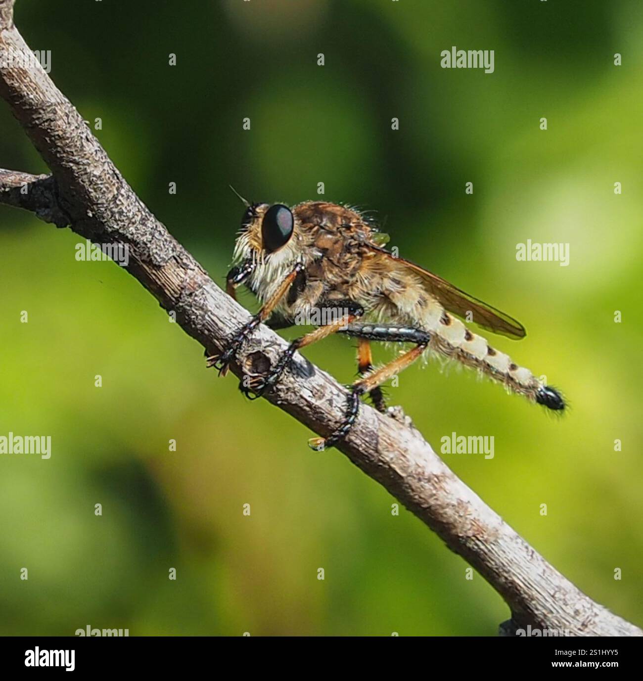 Red-footed Cannibal Fly (Promachus rufipes Stock Photo - Alamy