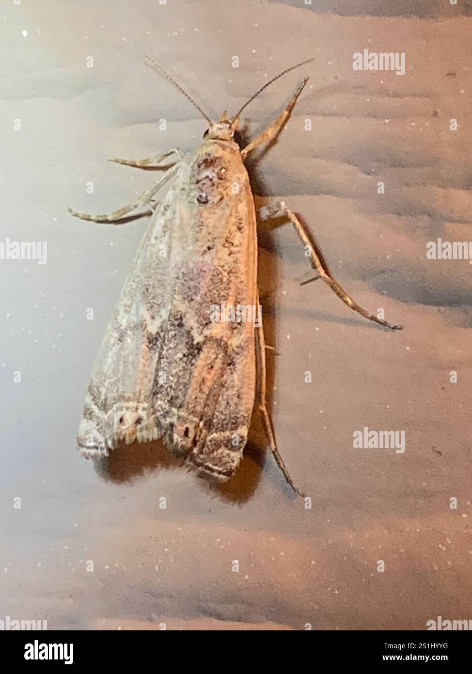 American Plum Borer Moth (Euzophera semifuneralis Stock Photo - Alamy