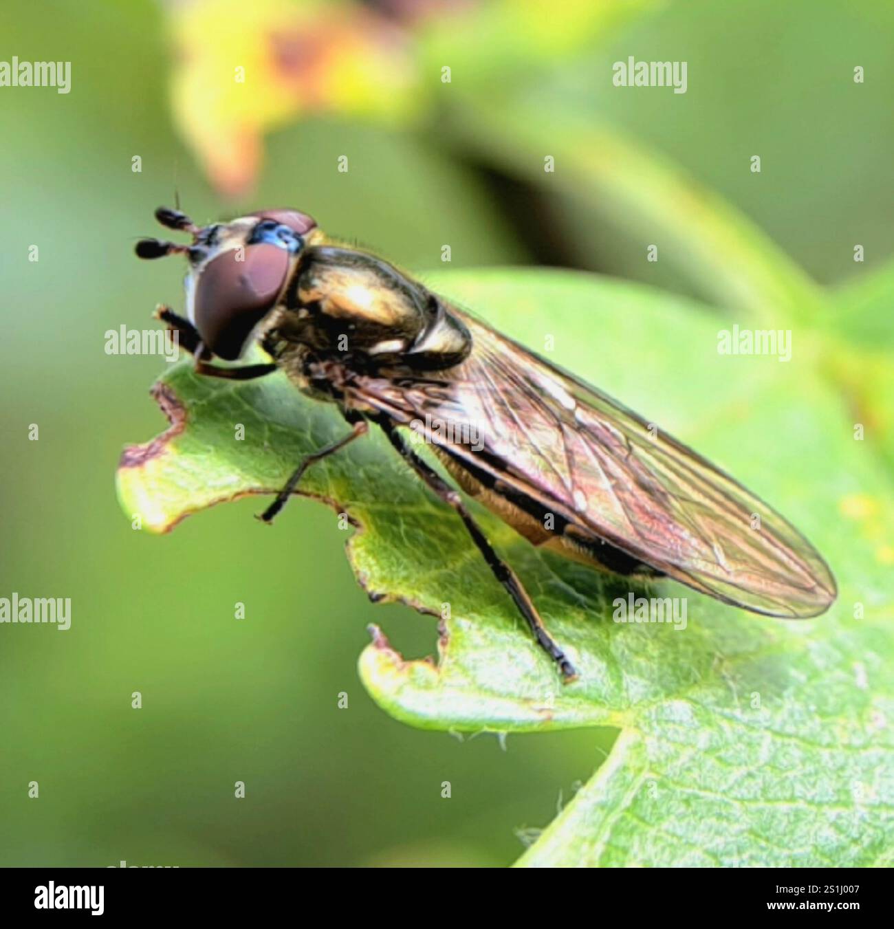 Xanthandrus comtus hi-res stock photography and images - Alamy