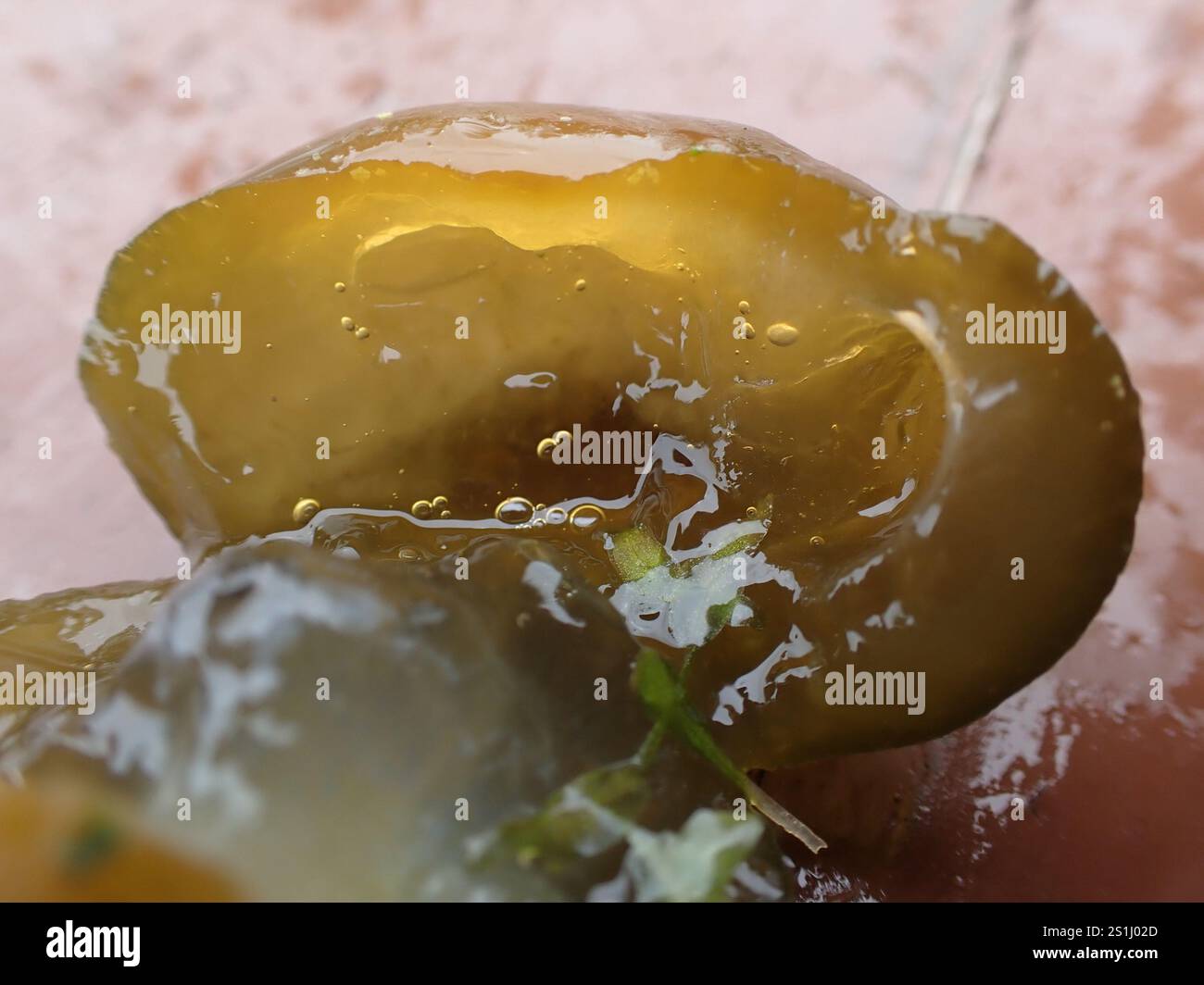 Mare's Eggs (Nostoc pruniforme Stock Photo - Alamy