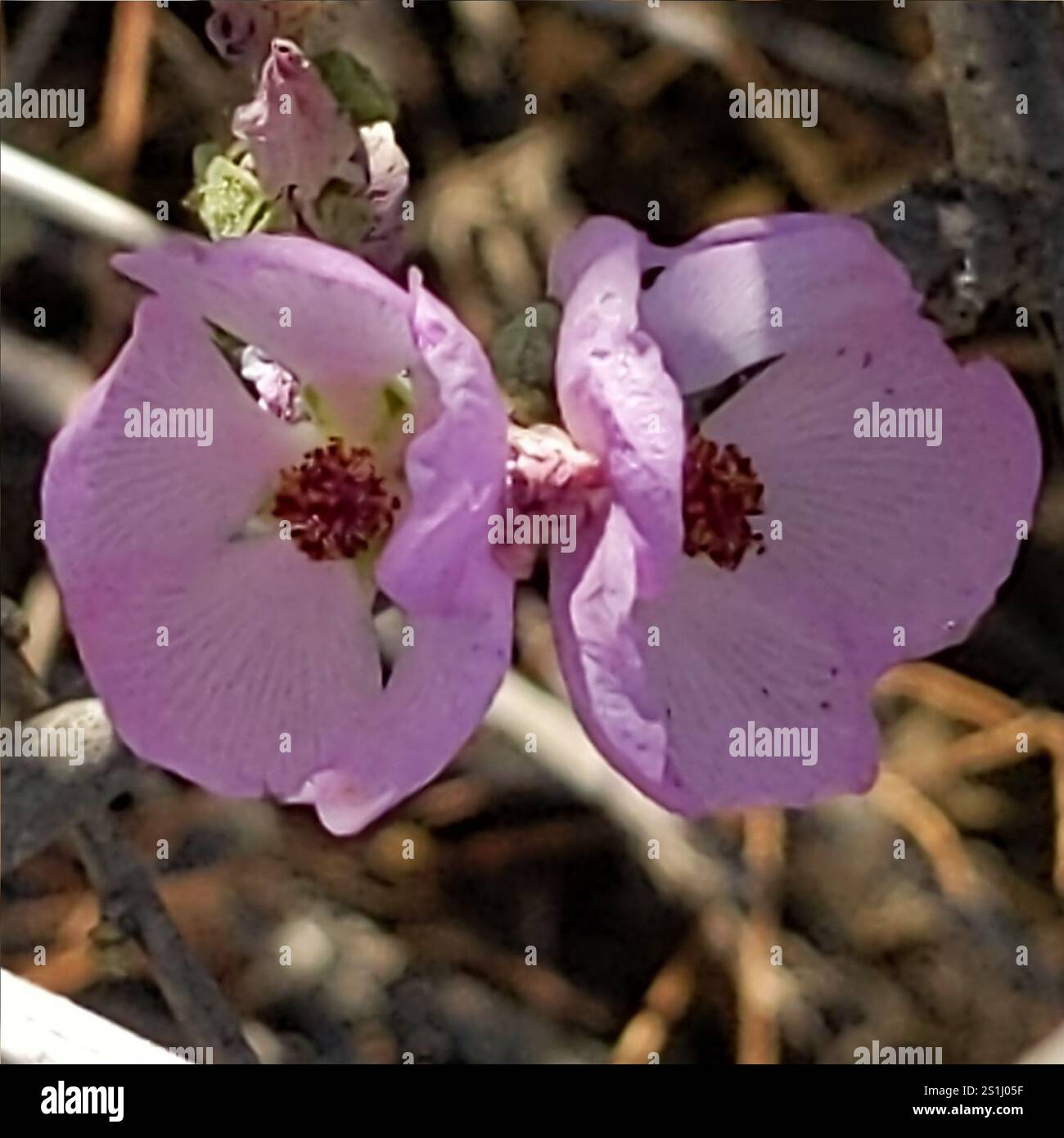 southern coastal bushmallow (Malacothamnus fasciculatus Stock Photo - Alamy