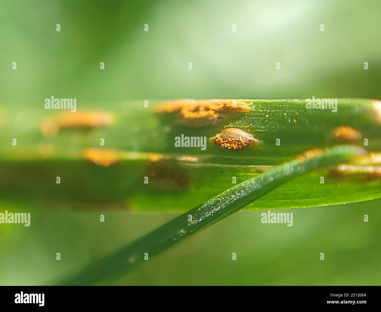 rust fungi (Pucciniales Stock Photo - Alamy