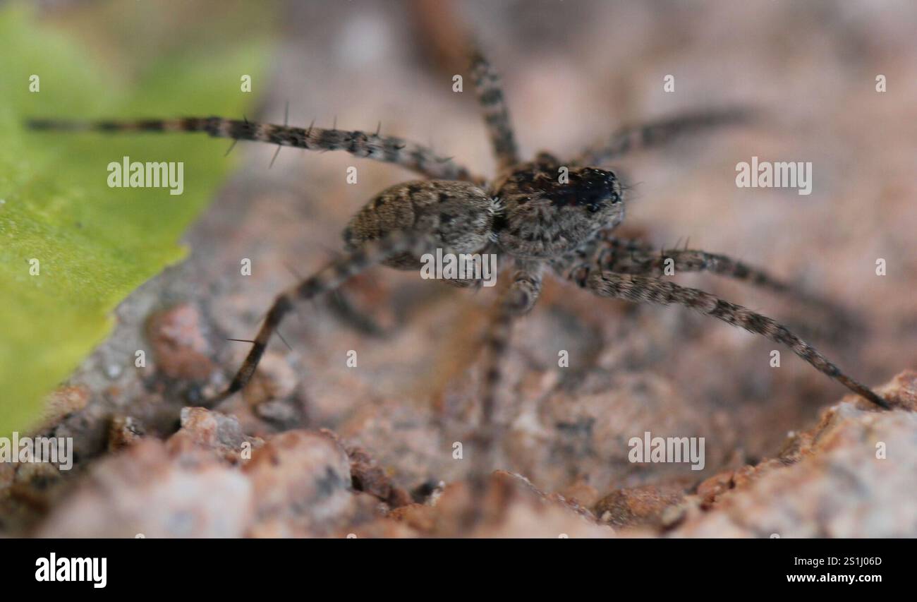 Thin-legged Wolf Spiders (Pardosa Stock Photo - Alamy