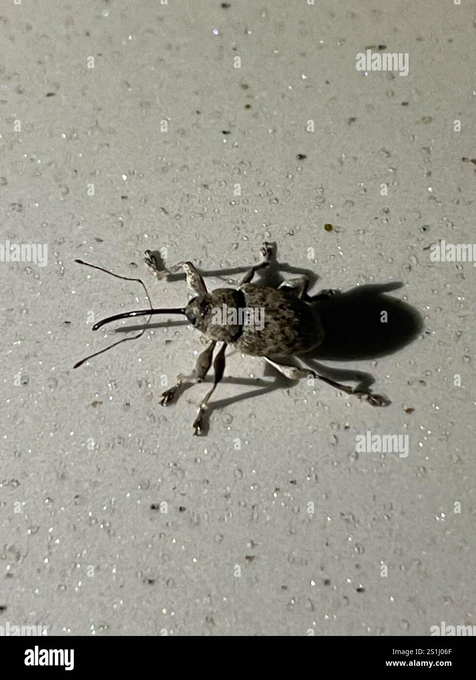 Nut and Acorn Weevils (Curculio Stock Photo - Alamy