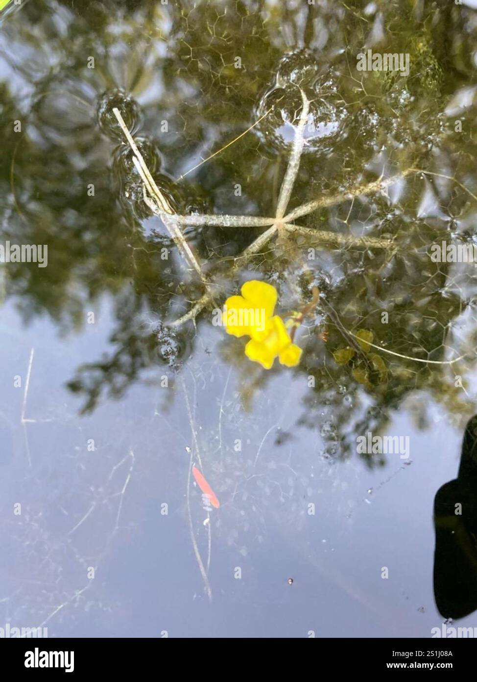Small Swollen Bladderwort (Utricularia radiata Stock Photo - Alamy