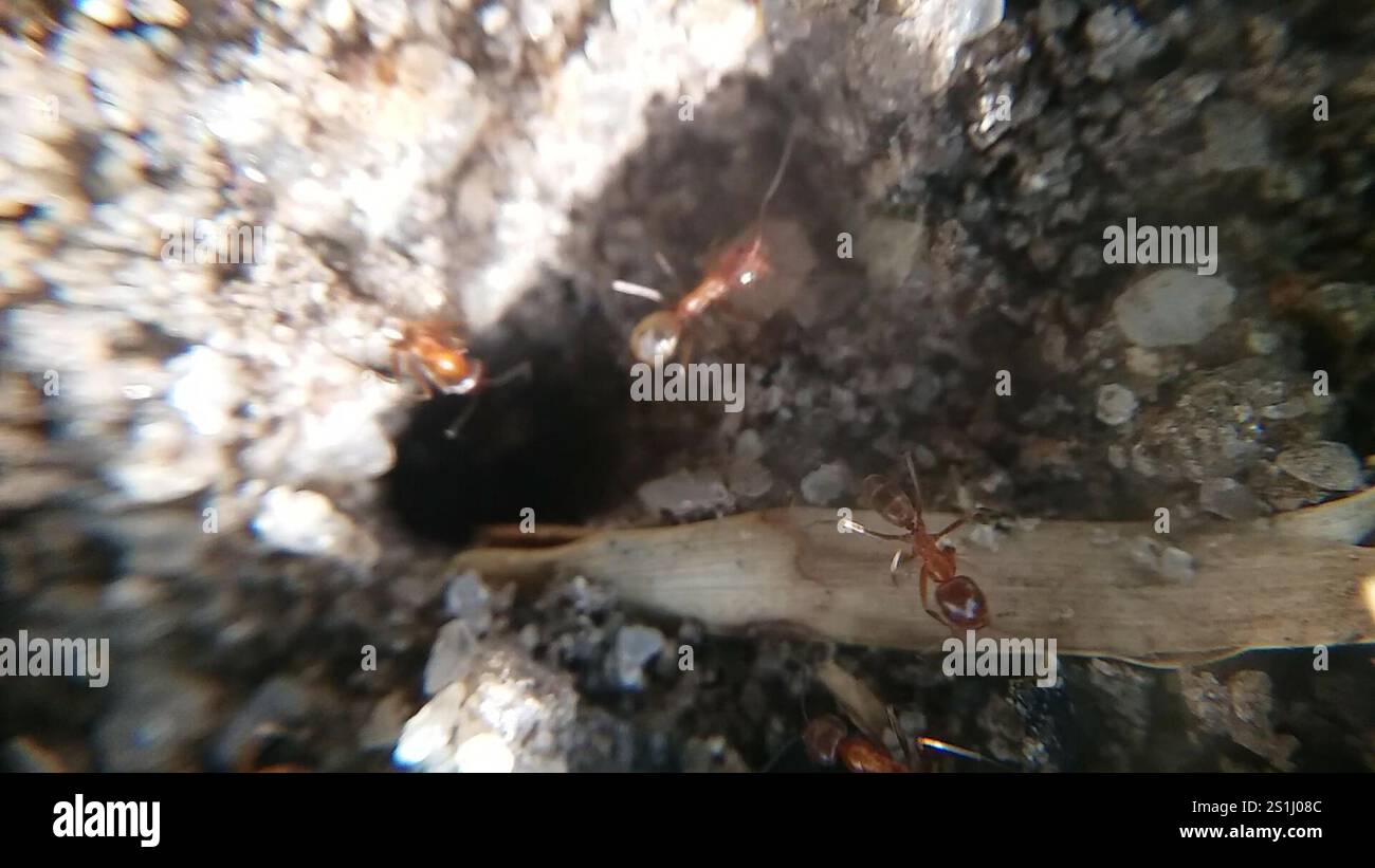 Buren's Pyramid Ant (Dorymyrmex bureni Stock Photo - Alamy