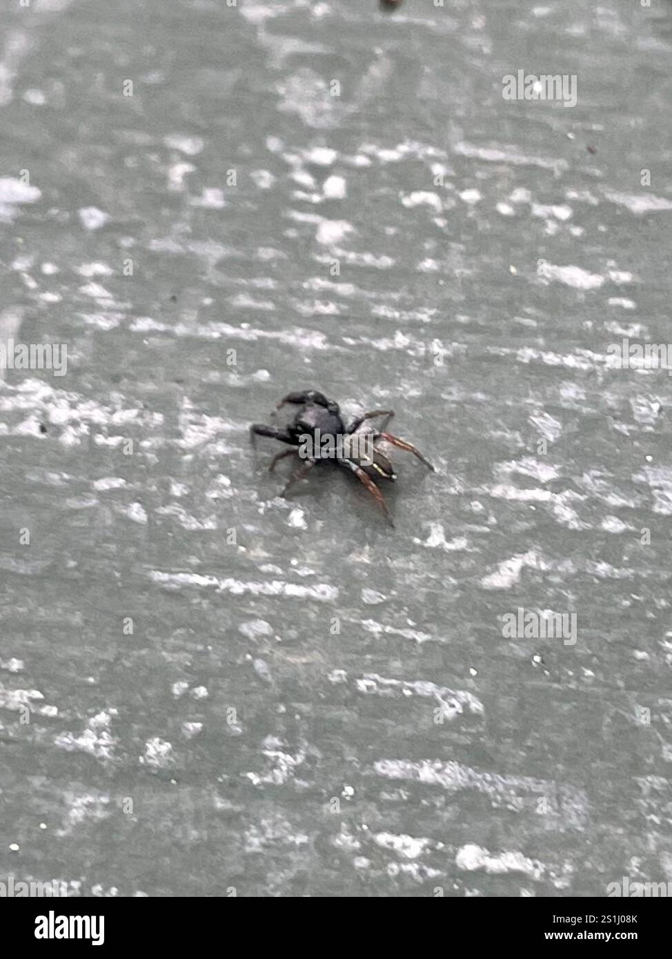 Ribbon Jumping Spider (Metacyrba taeniola Stock Photo - Alamy