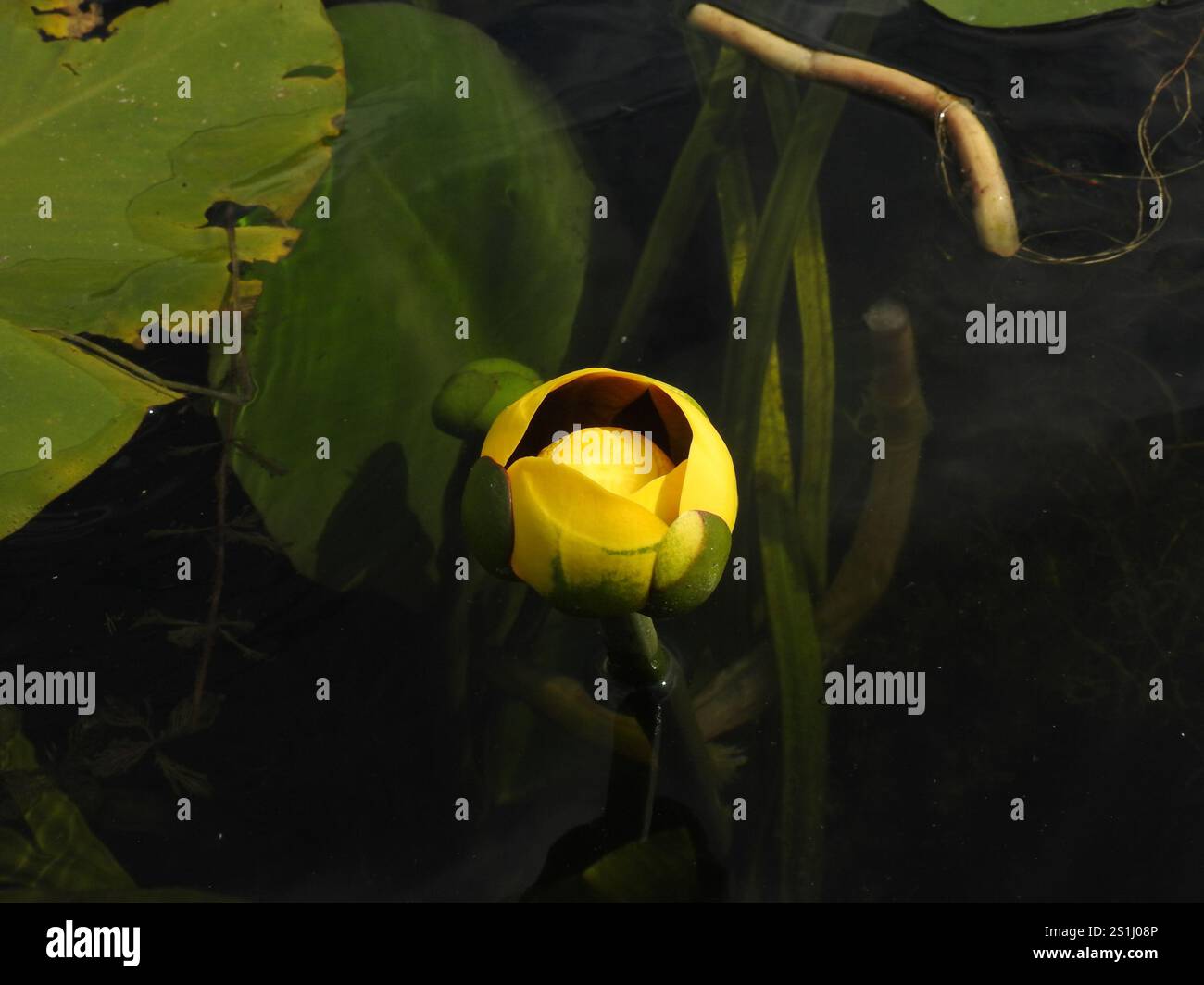 Variegated Yellow Pond-Lily (Nuphar variegata Stock Photo - Alamy