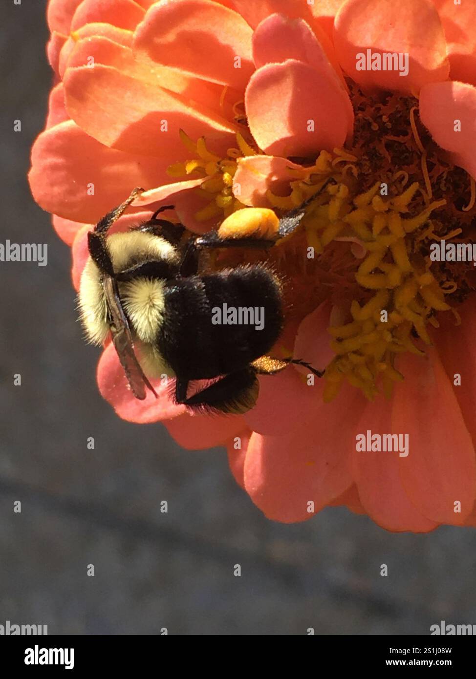 Common Eastern Bumble Bee (Bombus impatiens Stock Photo - Alamy