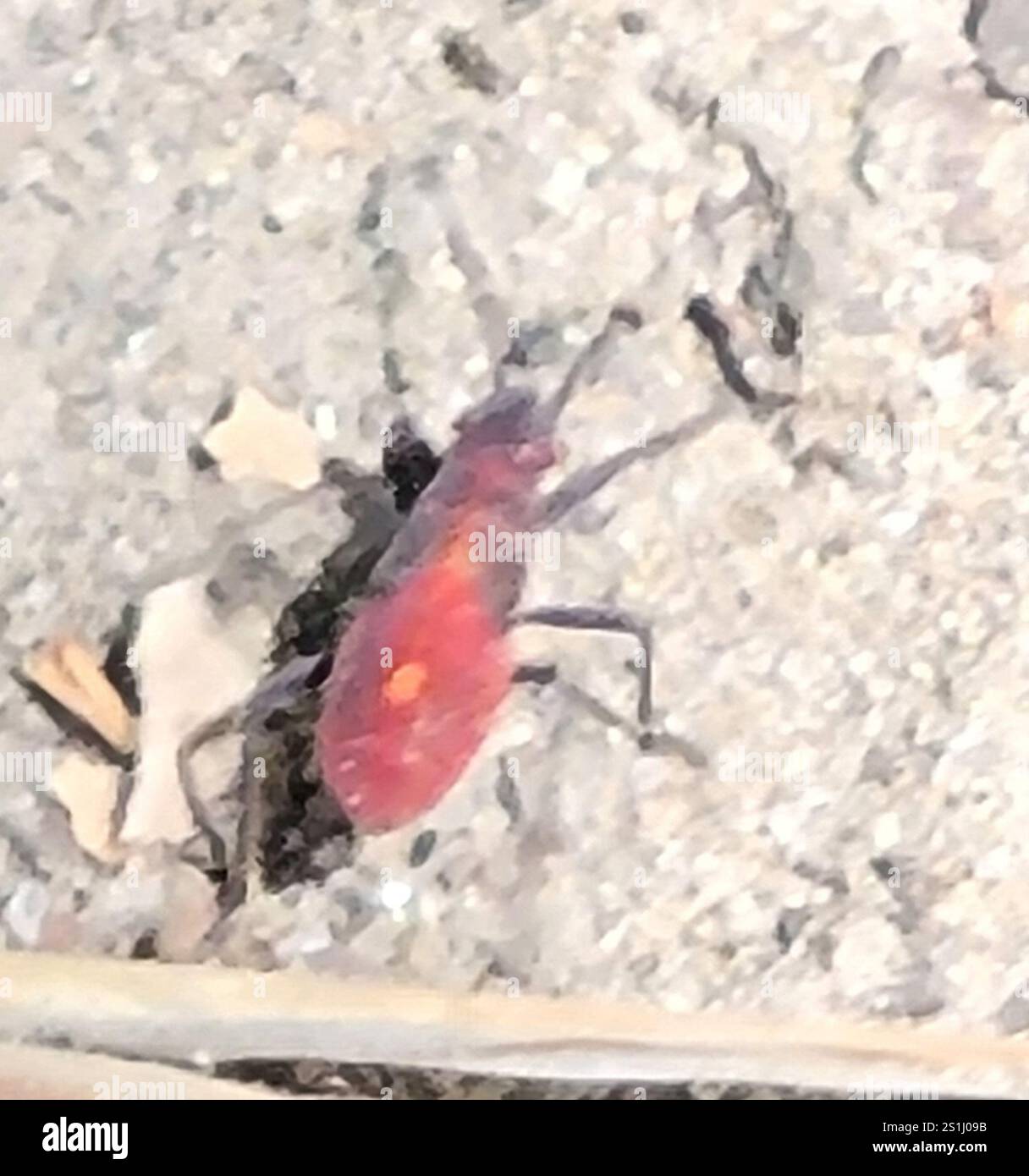 Boxelder Bugs (Boisea Stock Photo - Alamy