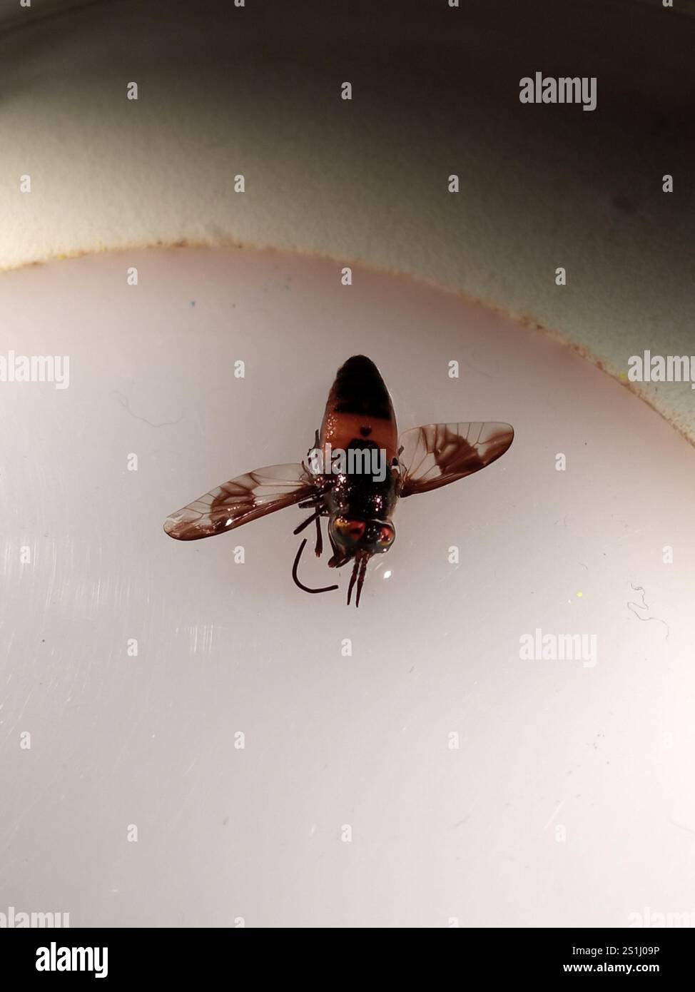 Square-spot Deer Fly (Chrysops viduatus Stock Photo - Alamy