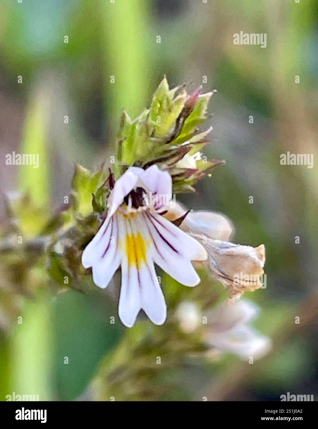 Common Eyebright (Euphrasia nemorosa Stock Photo - Alamy
