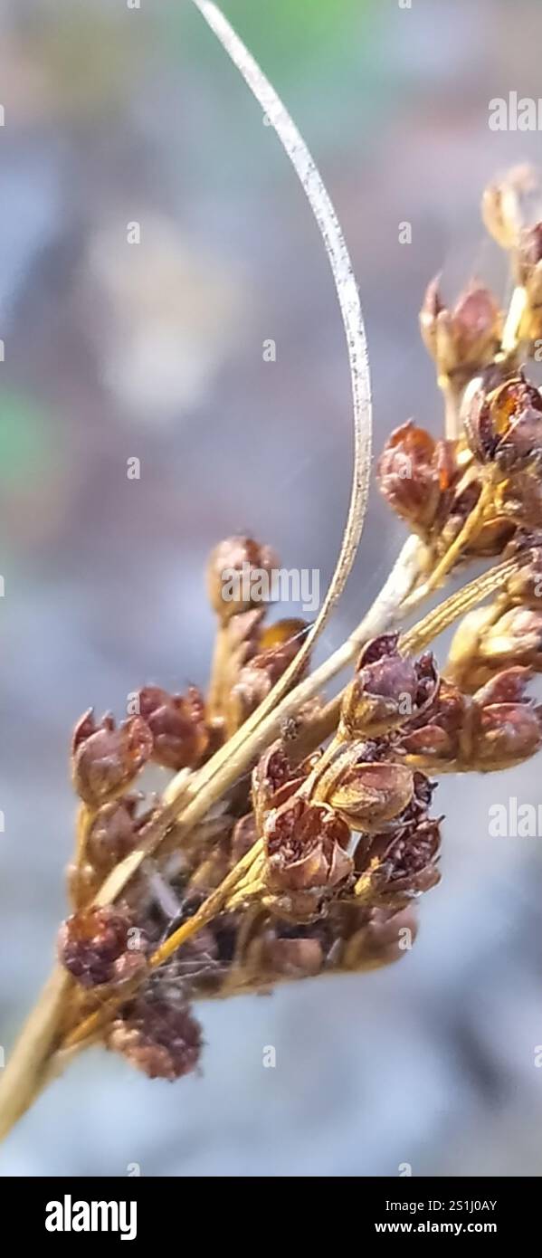 Flattened Rush (Juncus compressus Stock Photo - Alamy