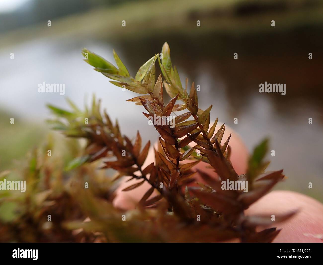 Willow Moss (Fontinalis antipyretica Stock Photo - Alamy