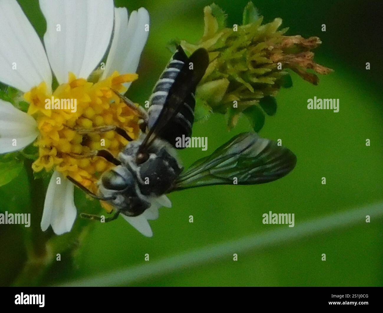 Sharptail Bees (Coelioxys Stock Photo - Alamy