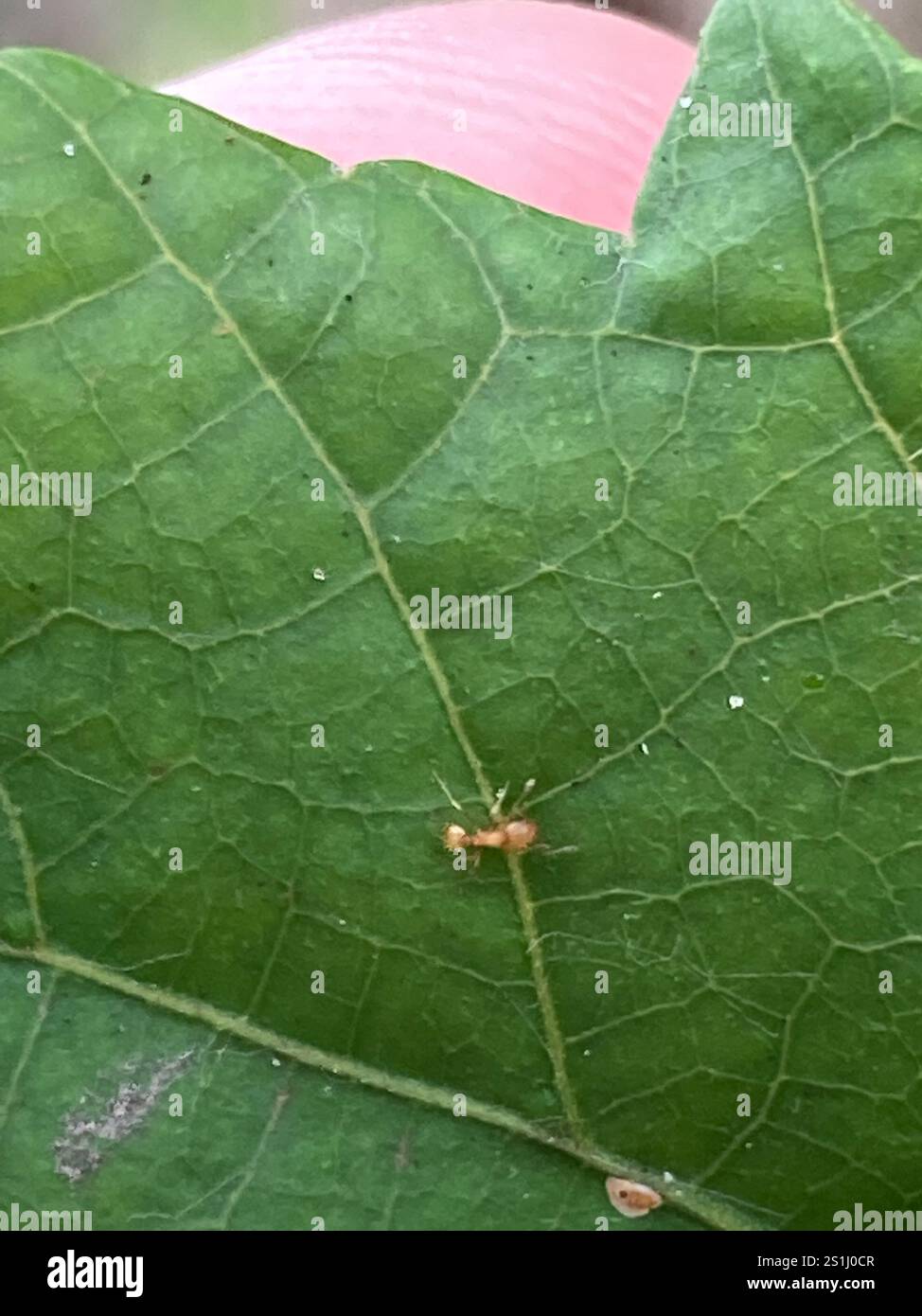 Little Fire Ant (Wasmannia auropunctata Stock Photo - Alamy