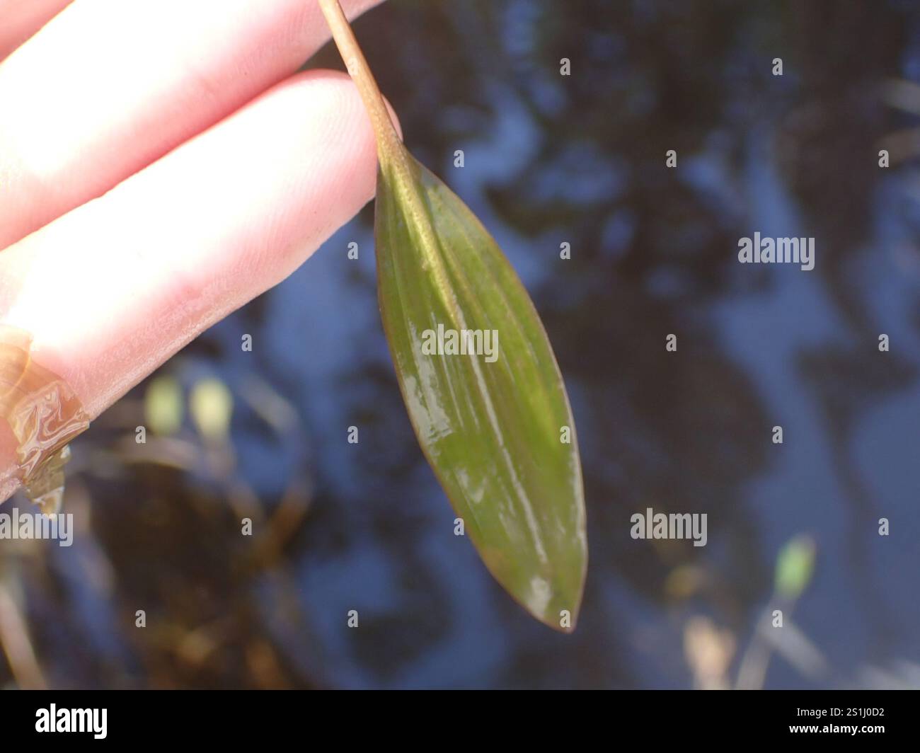 pondweed family (Potamogetonaceae Stock Photo - Alamy
