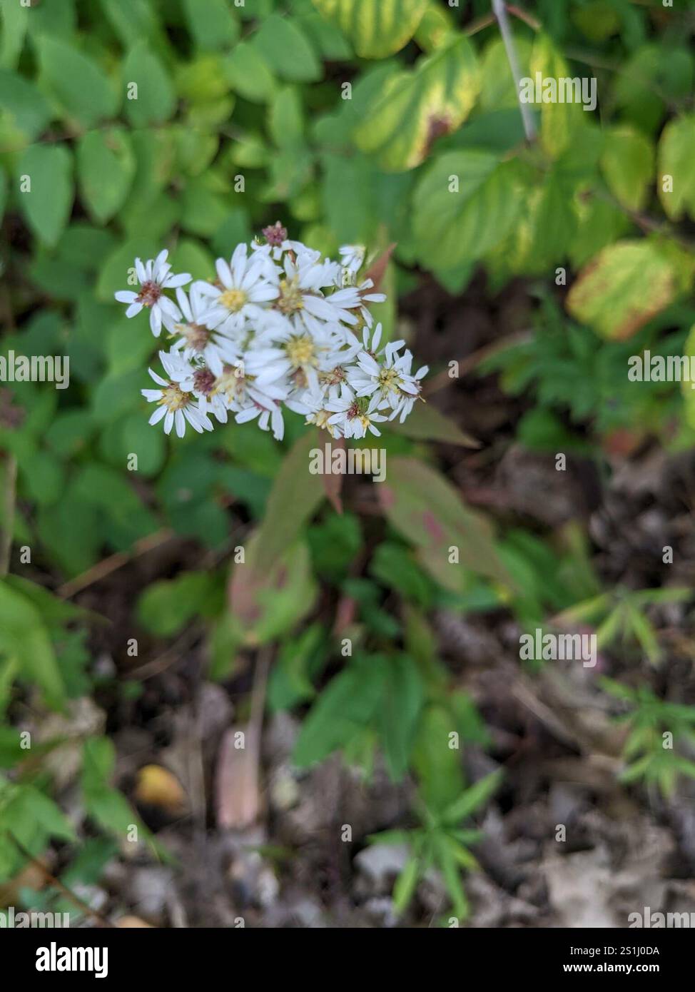 Arrow-leaved Aster (Symphyotrichum urophyllum Stock Photo - Alamy