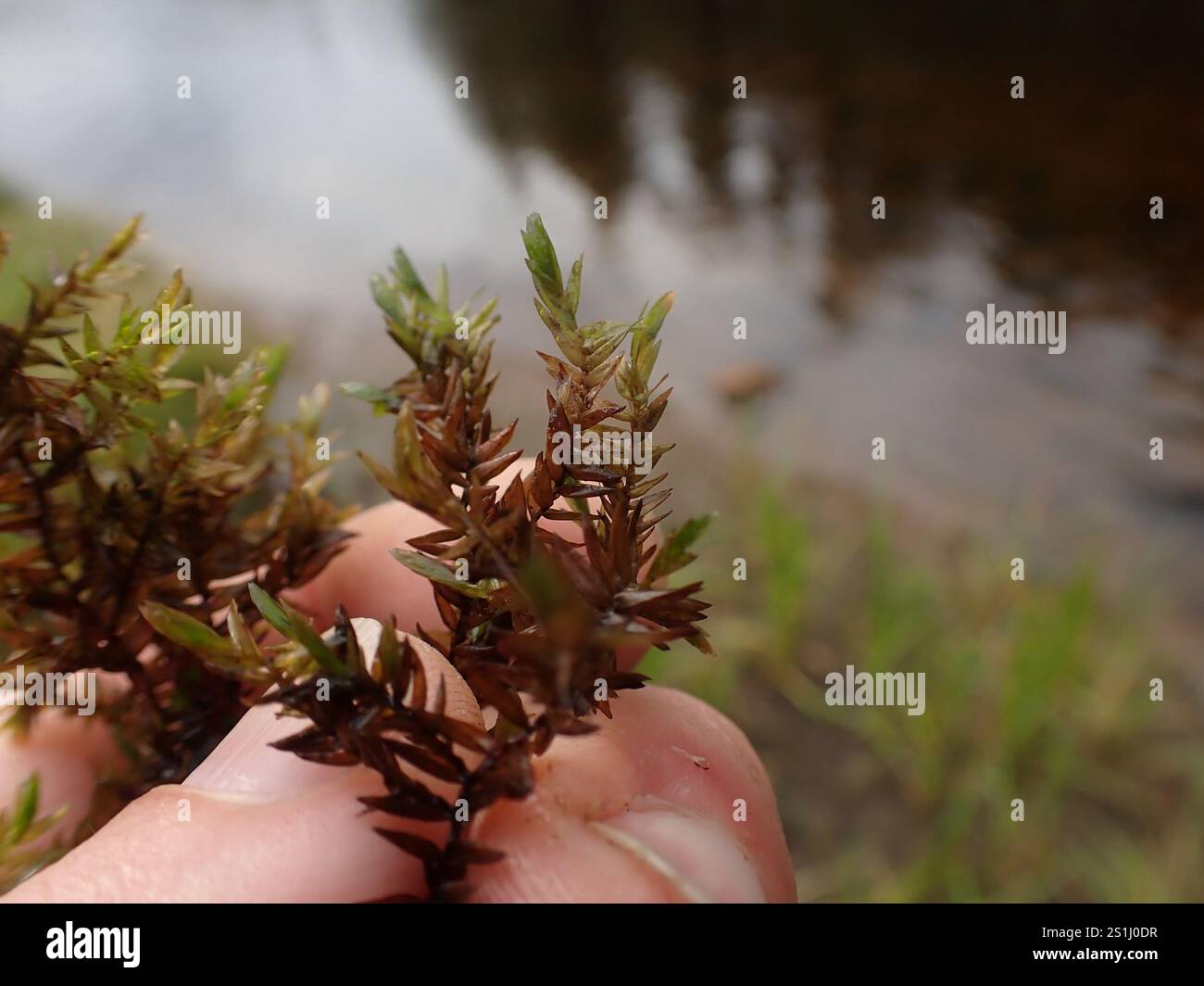 Willow Moss (Fontinalis antipyretica Stock Photo - Alamy