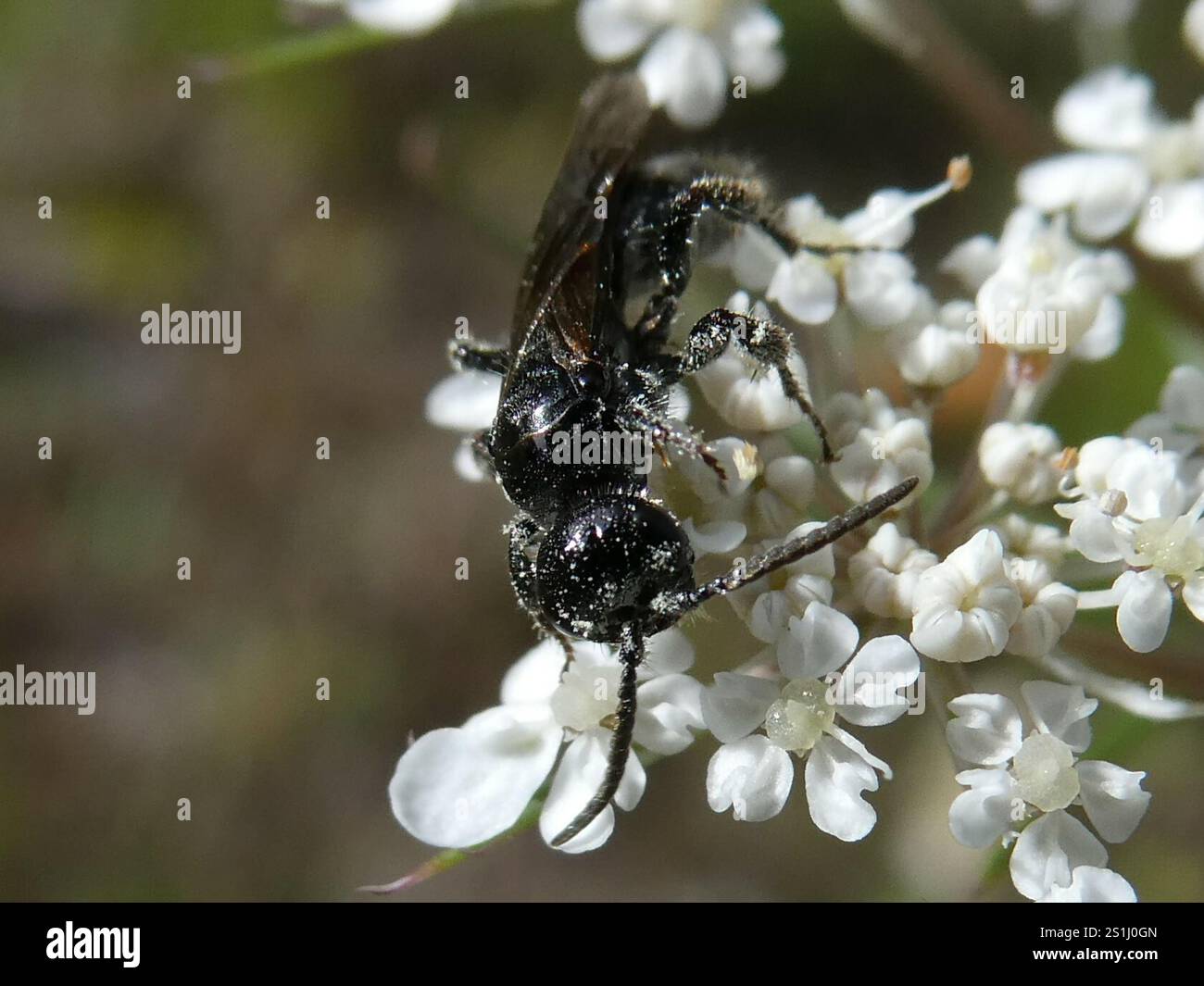 Tiphiid Flower Wasps (Tiphiidae Stock Photo - Alamy
