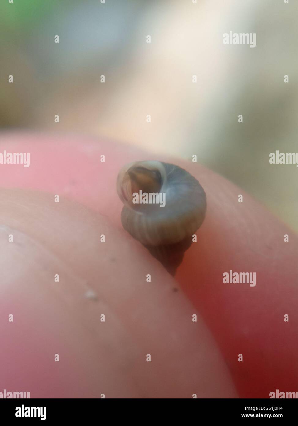 Small Cochlostoma (Cochlostoma septemspirale Stock Photo - Alamy