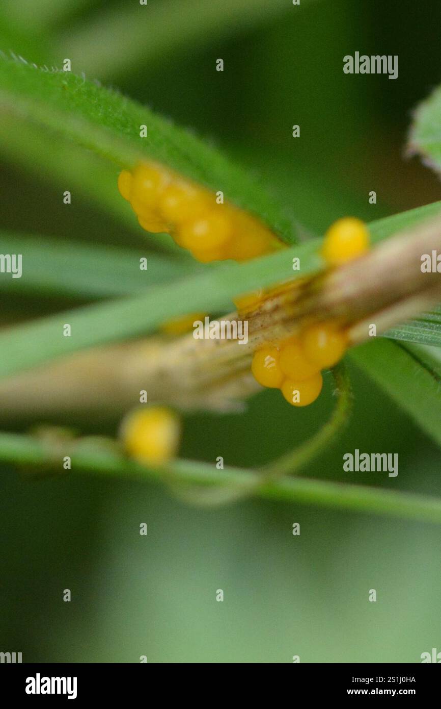 black-punctured leaf beetle (Galeruca tanaceti Stock Photo - Alamy