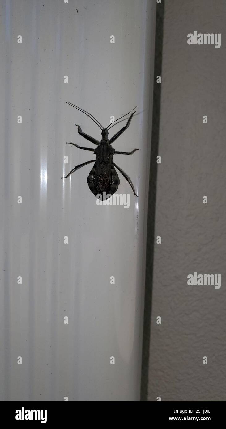 North American Wheel Bug (Arilus cristatus Stock Photo - Alamy