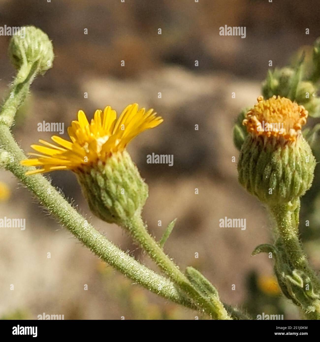 Telegraphweed (Heterotheca grandiflora Stock Photo - Alamy