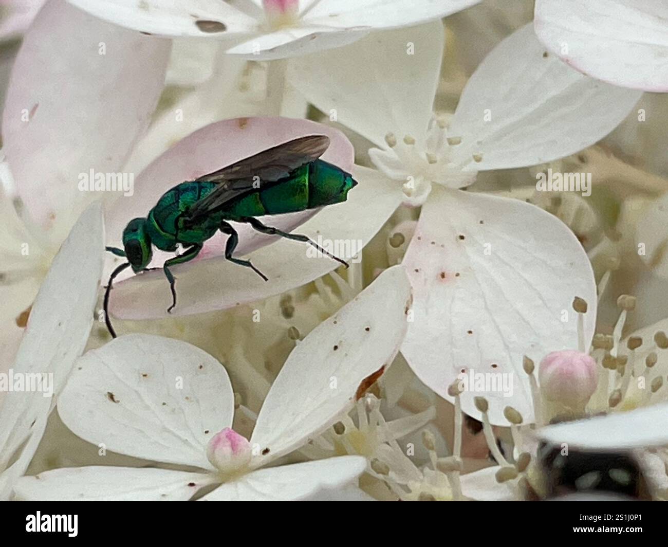 Ruby-tailed Cuckoo Wasps (Chrysis ignita Stock Photo - Alamy