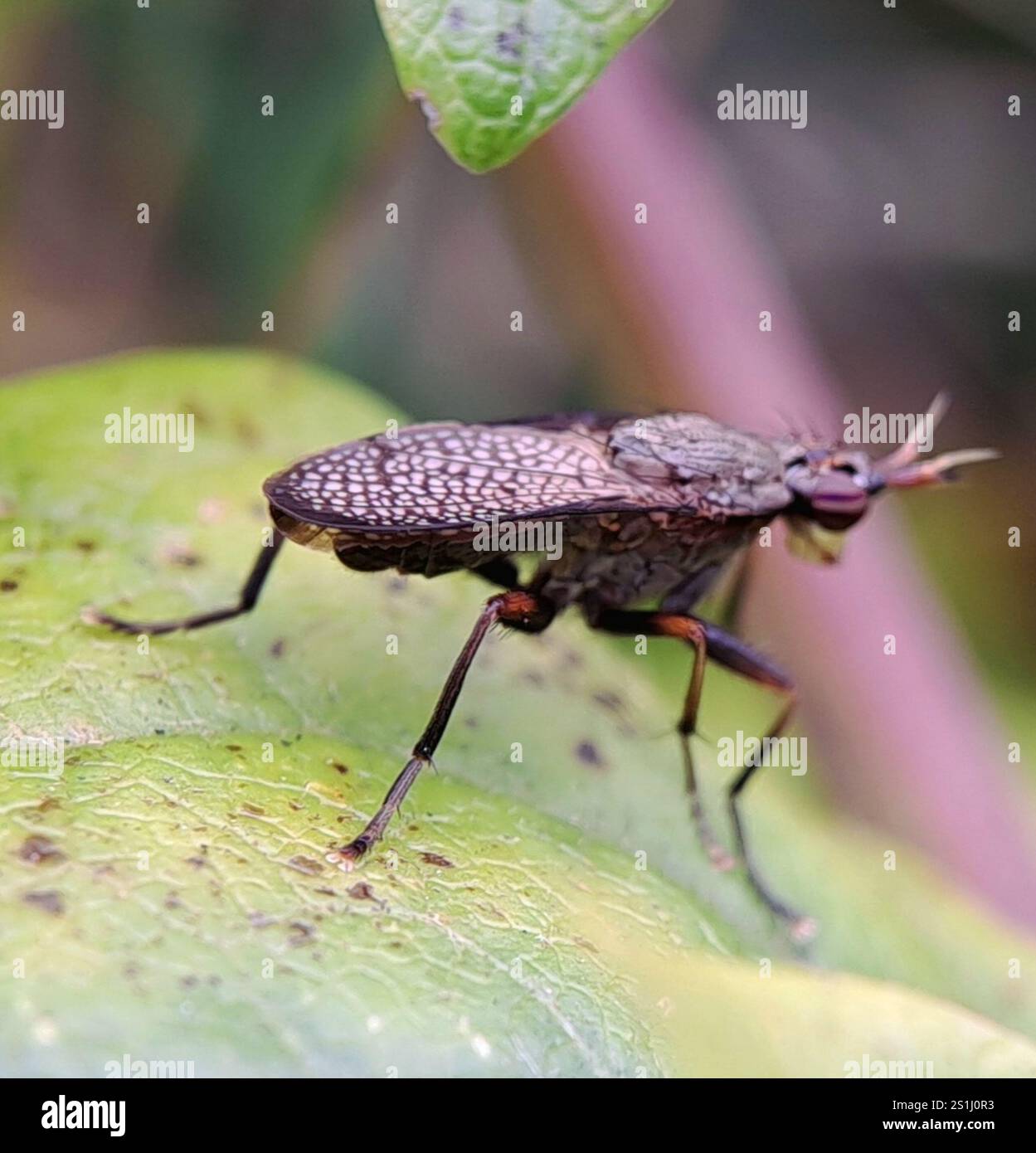 Sieve-winged Snailkiller (Coremacera marginata Stock Photo - Alamy