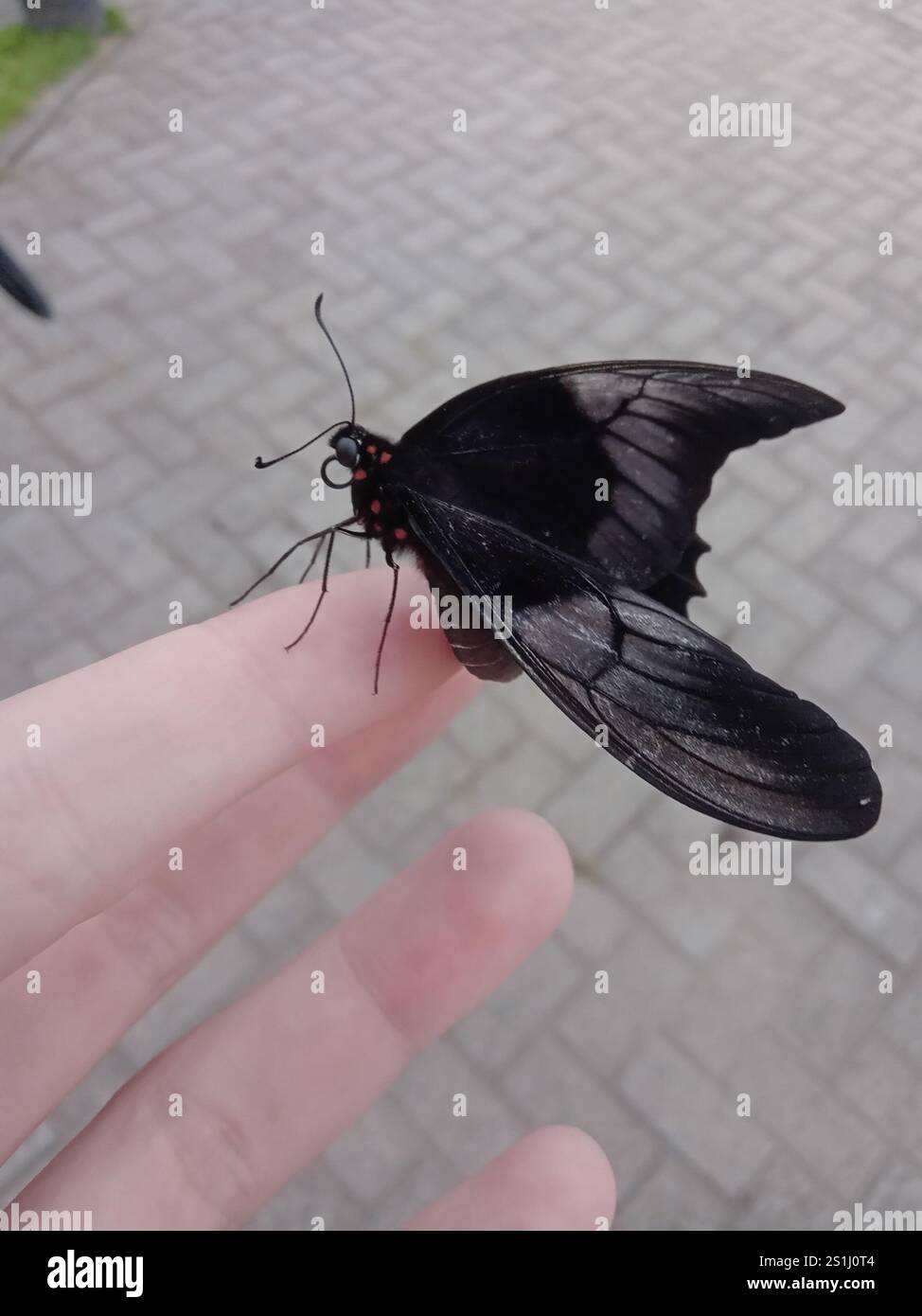 Ruby-spotted Swallowtail (Heraclides anchisiades Stock Photo - Alamy