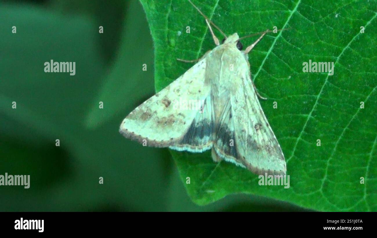 Cotton Bollworm Moth (Helicoverpa armigera Stock Photo - Alamy
