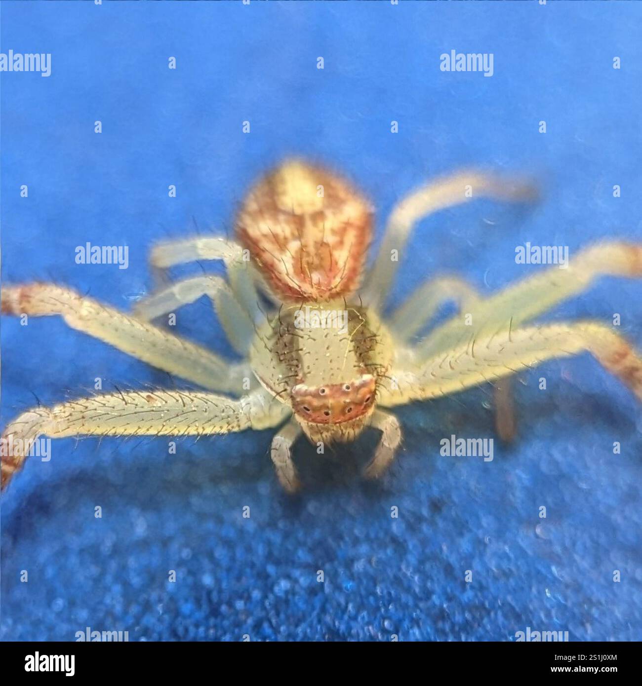 Northern Crab Spider (Mecaphesa asperata Stock Photo - Alamy