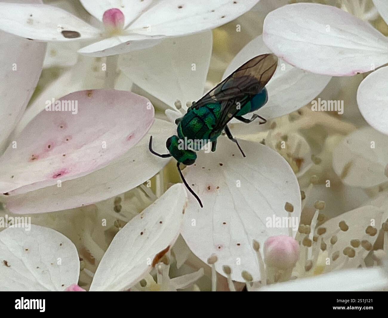 Ruby-tailed Cuckoo Wasps (Chrysis ignita Stock Photo - Alamy