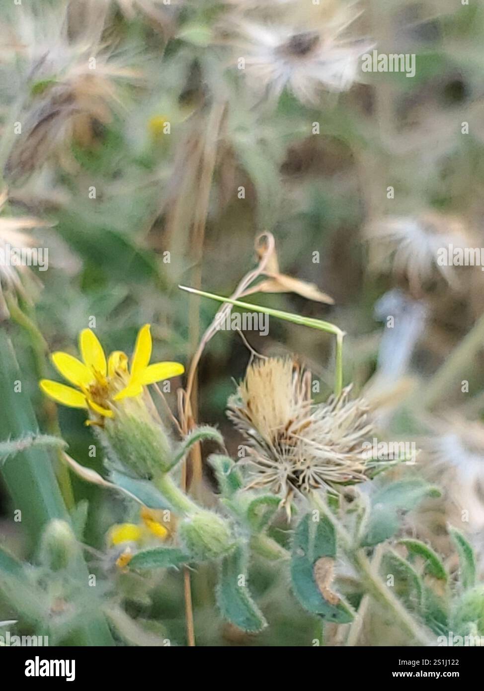 Hispid goldenaster (Heterotheca hispida Stock Photo - Alamy