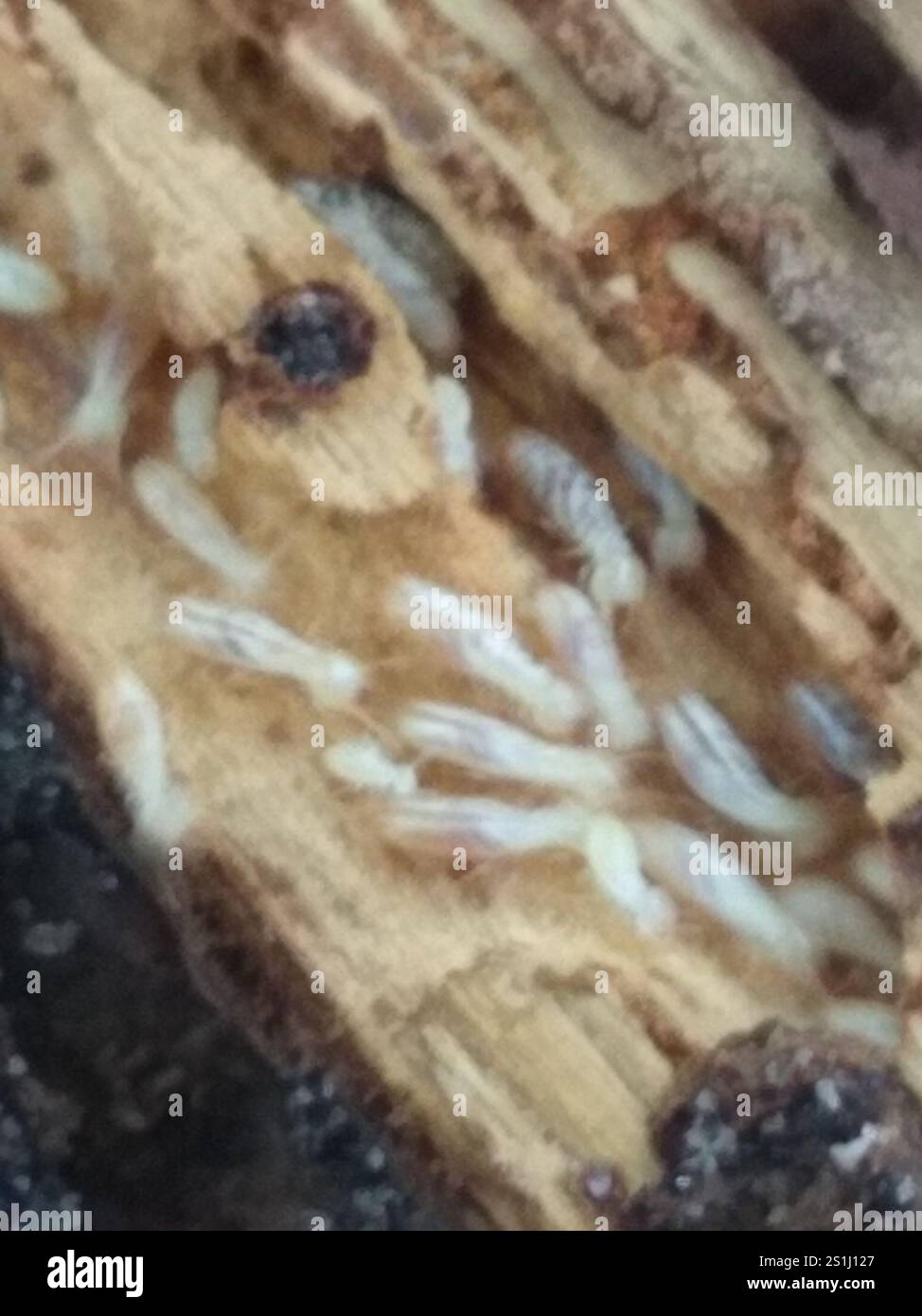 Eastern Subterranean Termite (Reticulitermes flavipes Stock Photo - Alamy