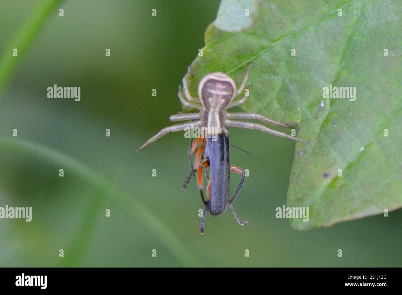 Soldier Beetles (Cantharidae Stock Photo - Alamy