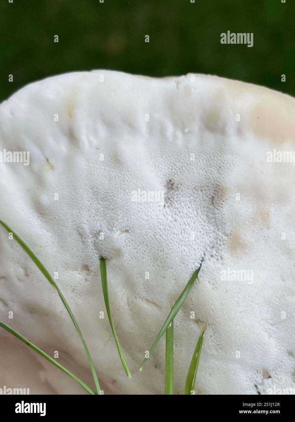White Cheese Polypore (Tyromyces chioneus Stock Photo - Alamy