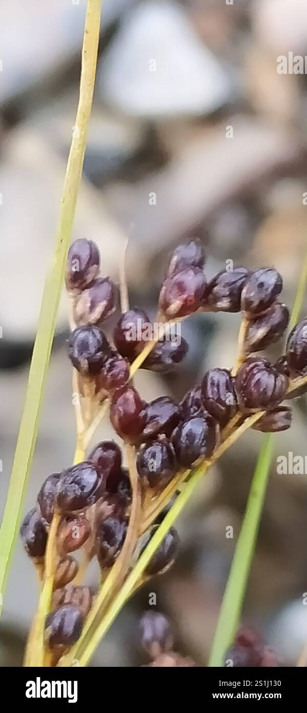 Flattened Rush (Juncus compressus Stock Photo - Alamy