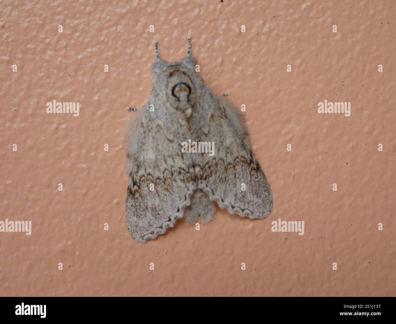 Prominent Moths (Notodontidae Stock Photo - Alamy