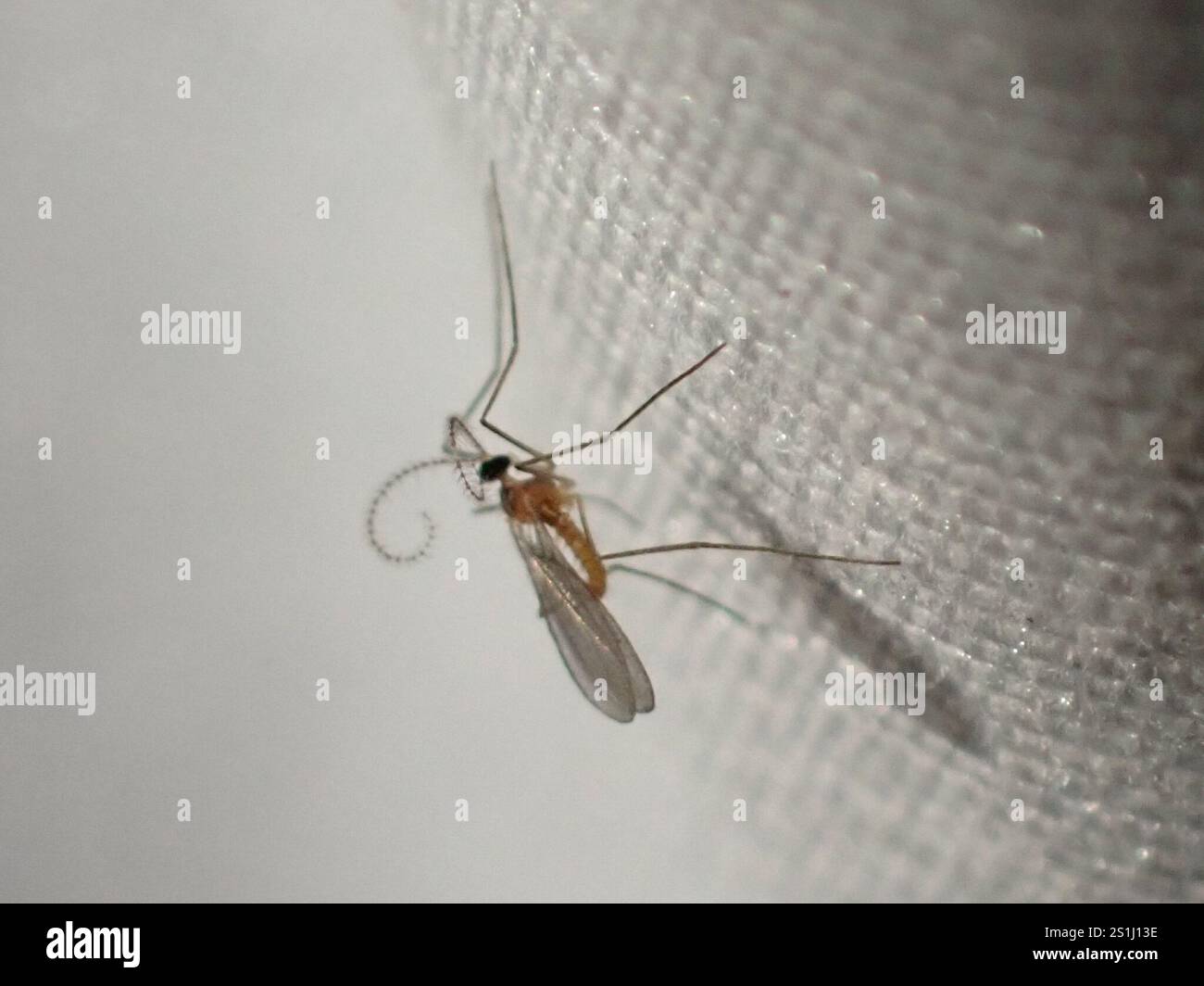 Gall and Forest Midges (Cecidomyiidae Stock Photo - Alamy