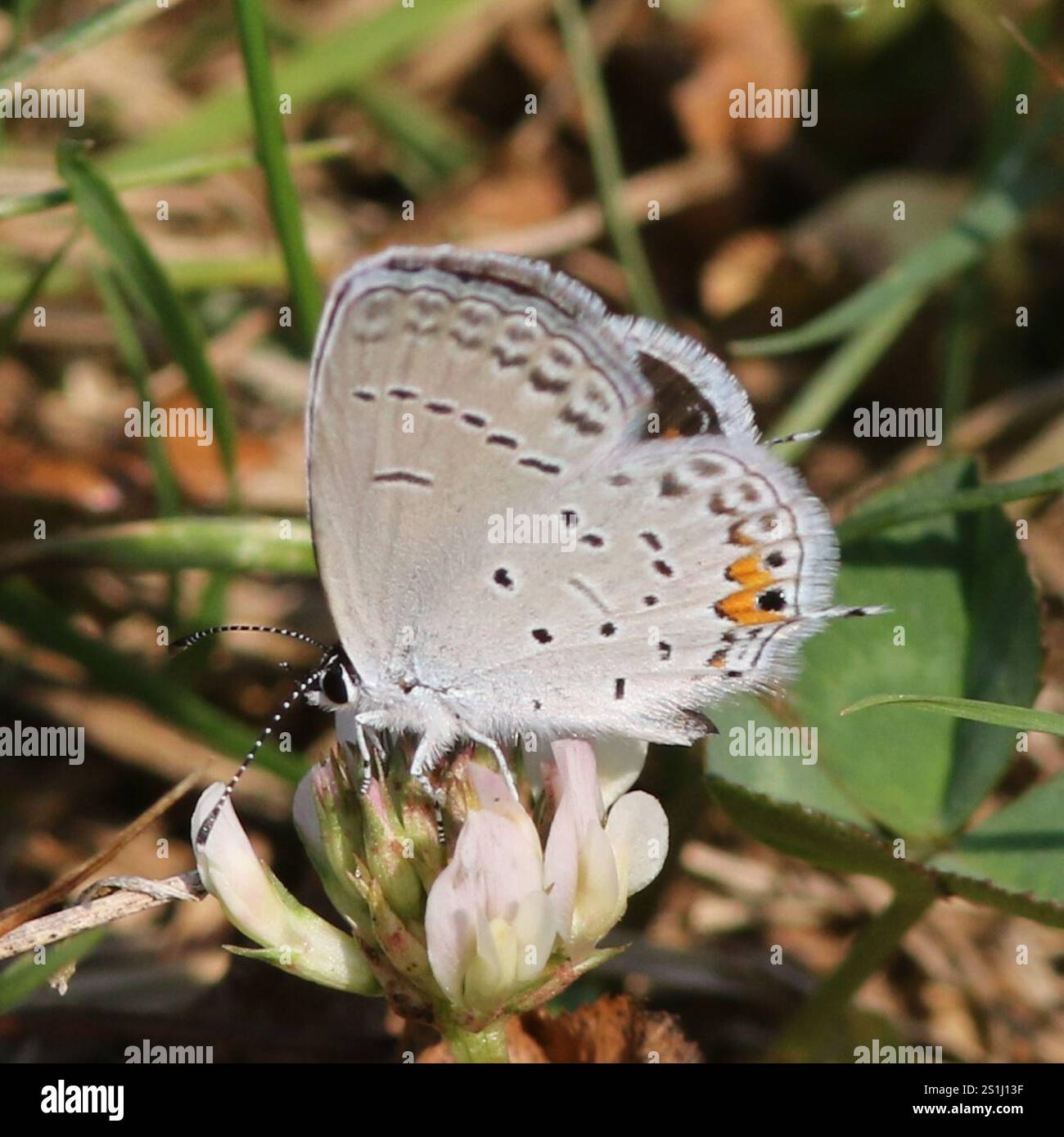 Eastern Tailed-Blue (Cupido comyntas Stock Photo - Alamy