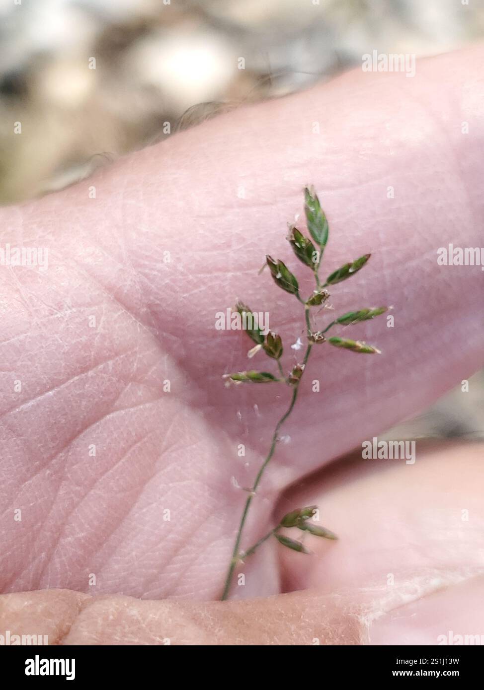 Canada bluegrass (Poa compressa Stock Photo - Alamy