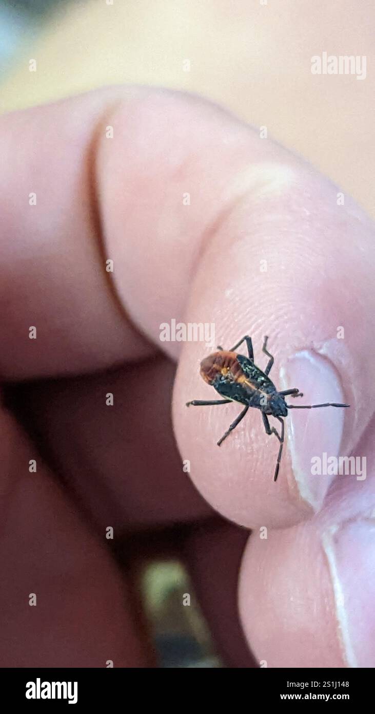 Eastern Boxelder Bug (Boisea trivittata Stock Photo - Alamy