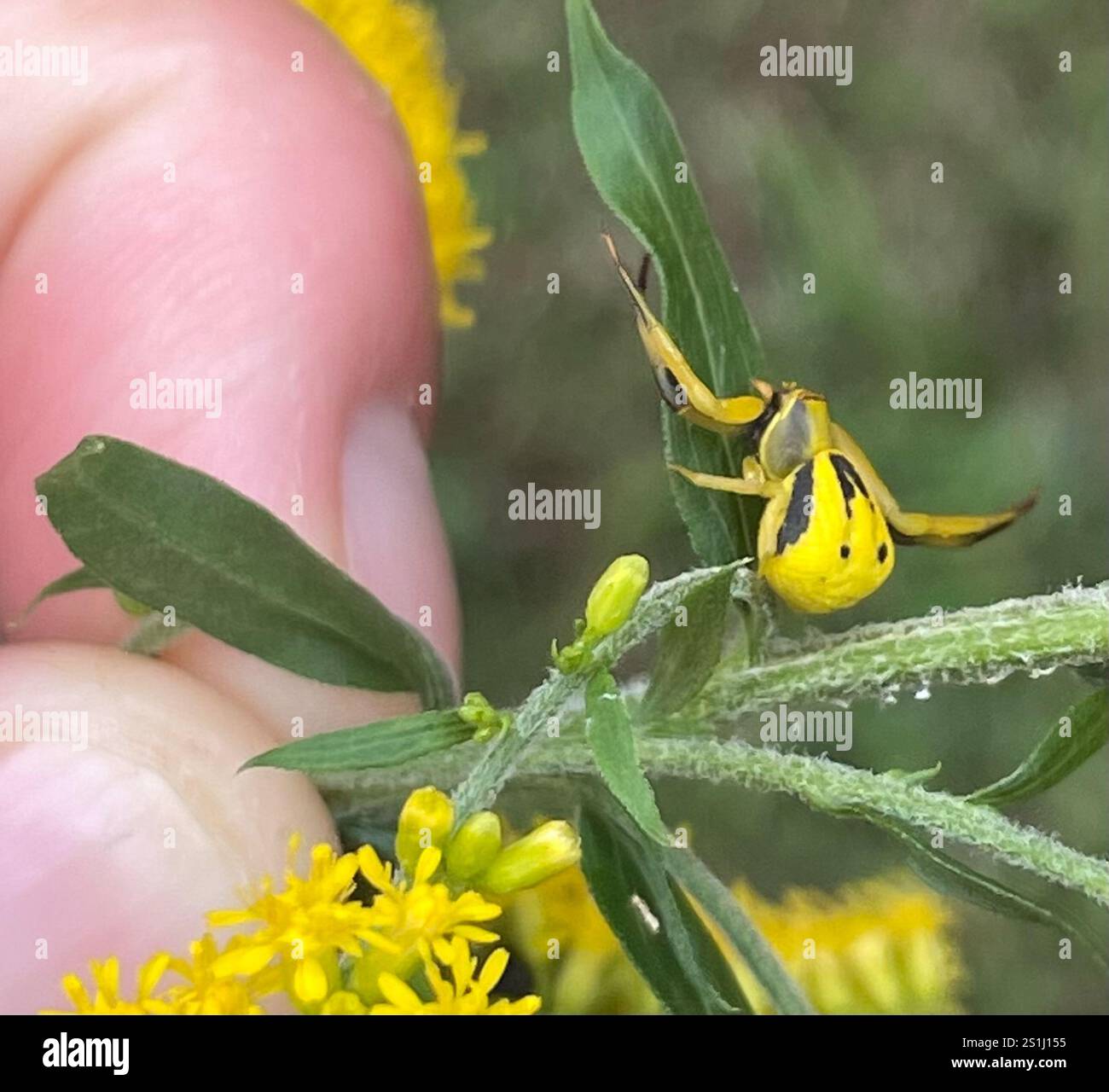 White-banded Crab Spider (Misumenoides formosipes Stock Photo - Alamy