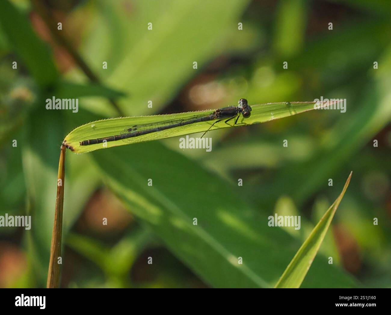 Narrow-winged Damselflies (Coenagrionidae Stock Photo - Alamy