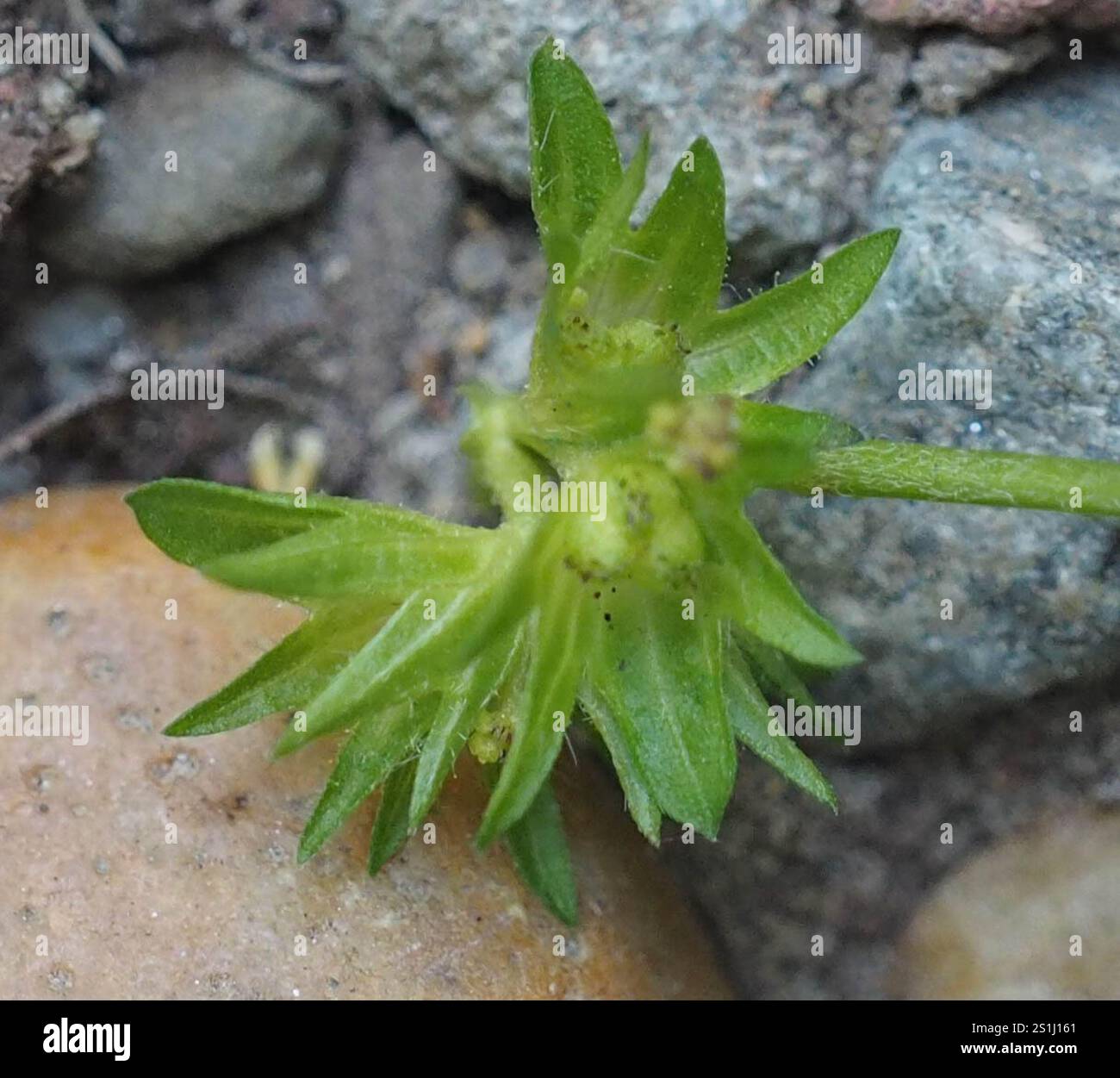 three-seeded mercuries (Acalypha Stock Photo - Alamy